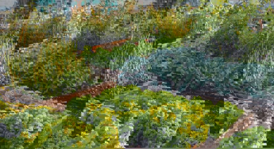 Création de toitures potagères subventionnées